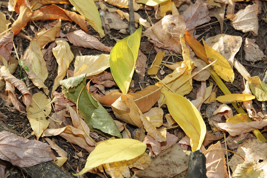 Leaf ground Photograph by Mykhaylo Ivanenko - Fine Art America