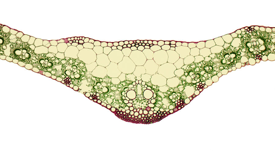 Leaf Midrib, Light Micrograph by Science Photo Library