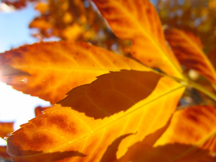 Leaf Shadow Photograph by Andrea Arnold - Pixels