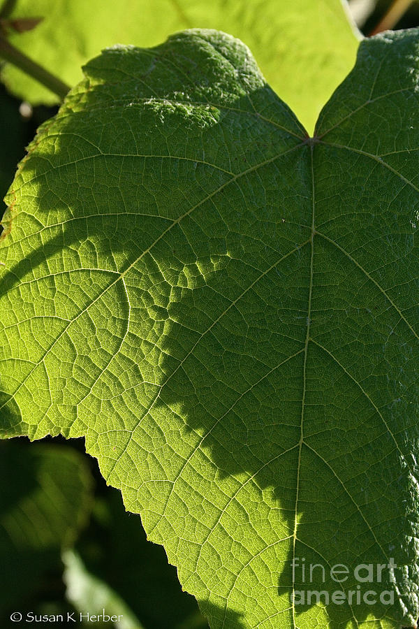 Leaf Shadow Photograph by Susan Herber - Fine Art America