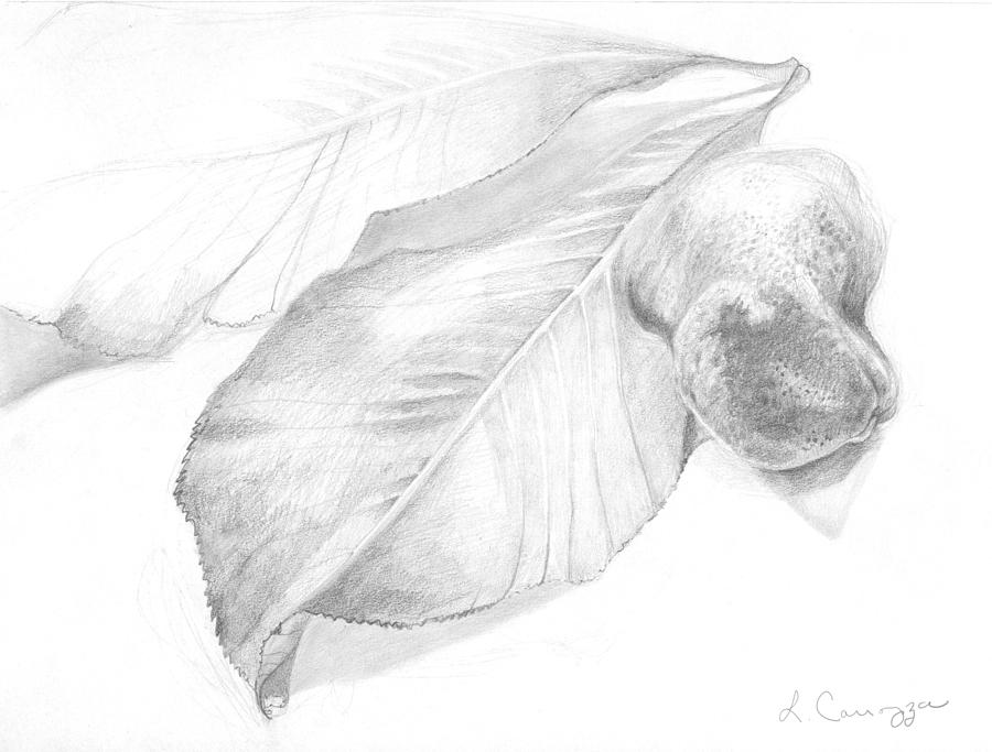 Leaf with Fruit Study Drawing by Elizabeth Carrozza - Fine Art America