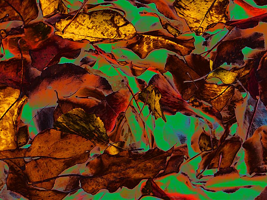 Leafy Abstract Photograph by Beth Akerman - Fine Art America