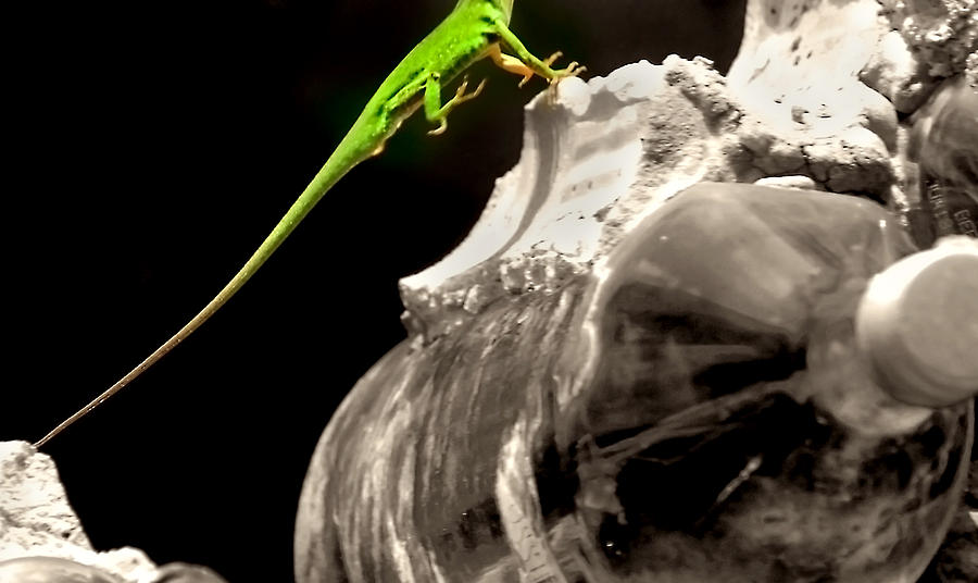 Leaping Lizard Photograph by Tammy McKinley | Fine Art America