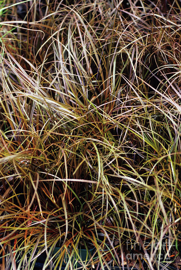 Leatherleaf Sedge Photograph by Duncan Smith - Fine Art America