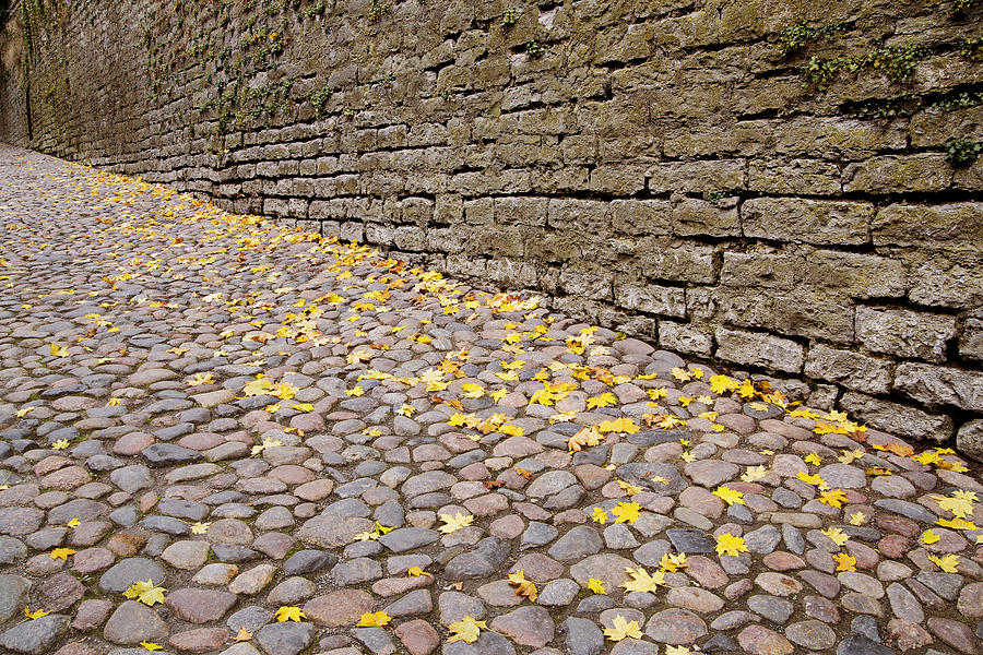 Leaves falled everywhere on street at autumn Photograph by Einar Muoni ...