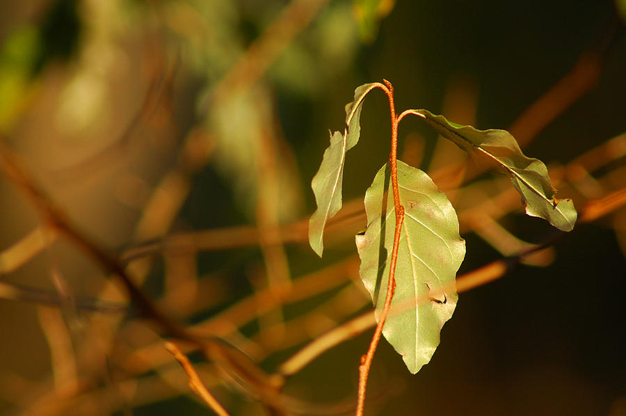 Leaves of Three Photograph by LeeAnn McLaneGoetz ...