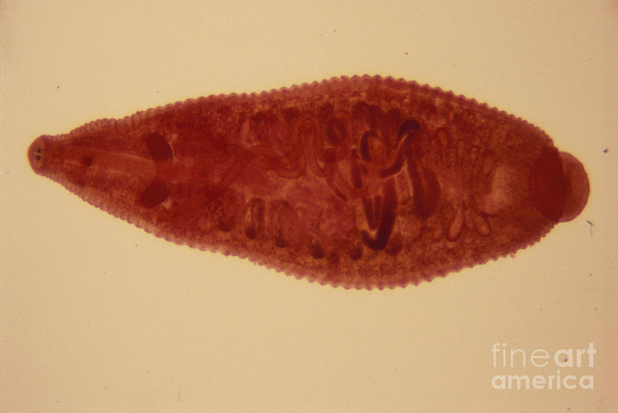 Leech Photograph by Eric V. Grave - Pixels