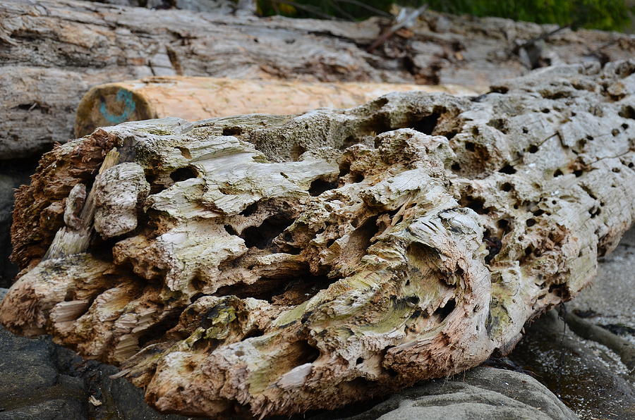 Leftover Log Photograph by Malcolm Chalmers - Fine Art America