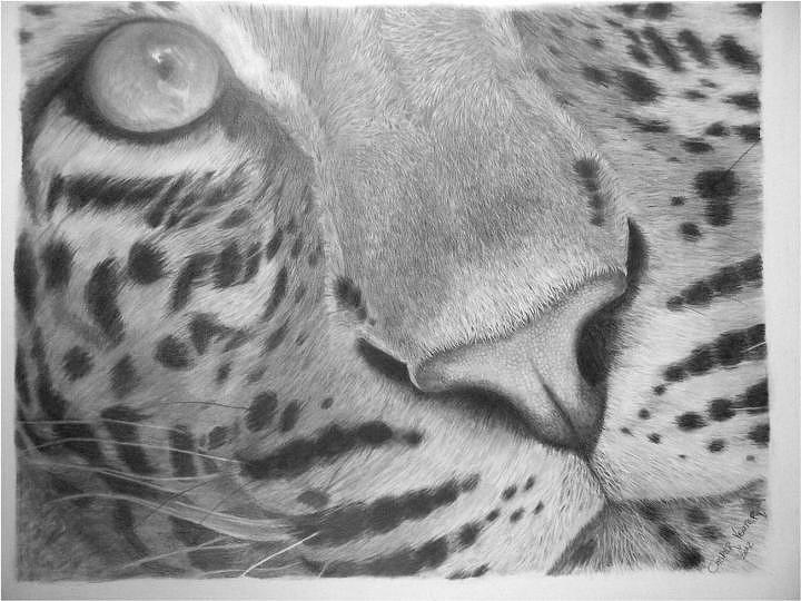 Leopard Close Up Drawing by Casper Venter - Fine Art America
