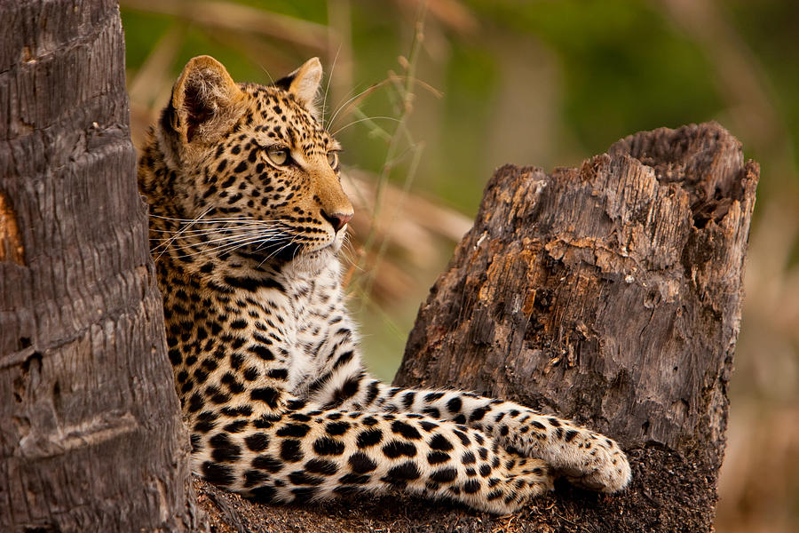 Leopard cub Photograph by Peter Myburgh - Fine Art America