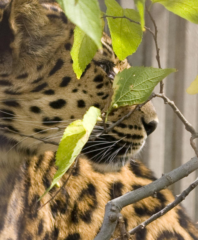 Leopard Hiding Photograph by Deborah Molitoris - Fine Art America