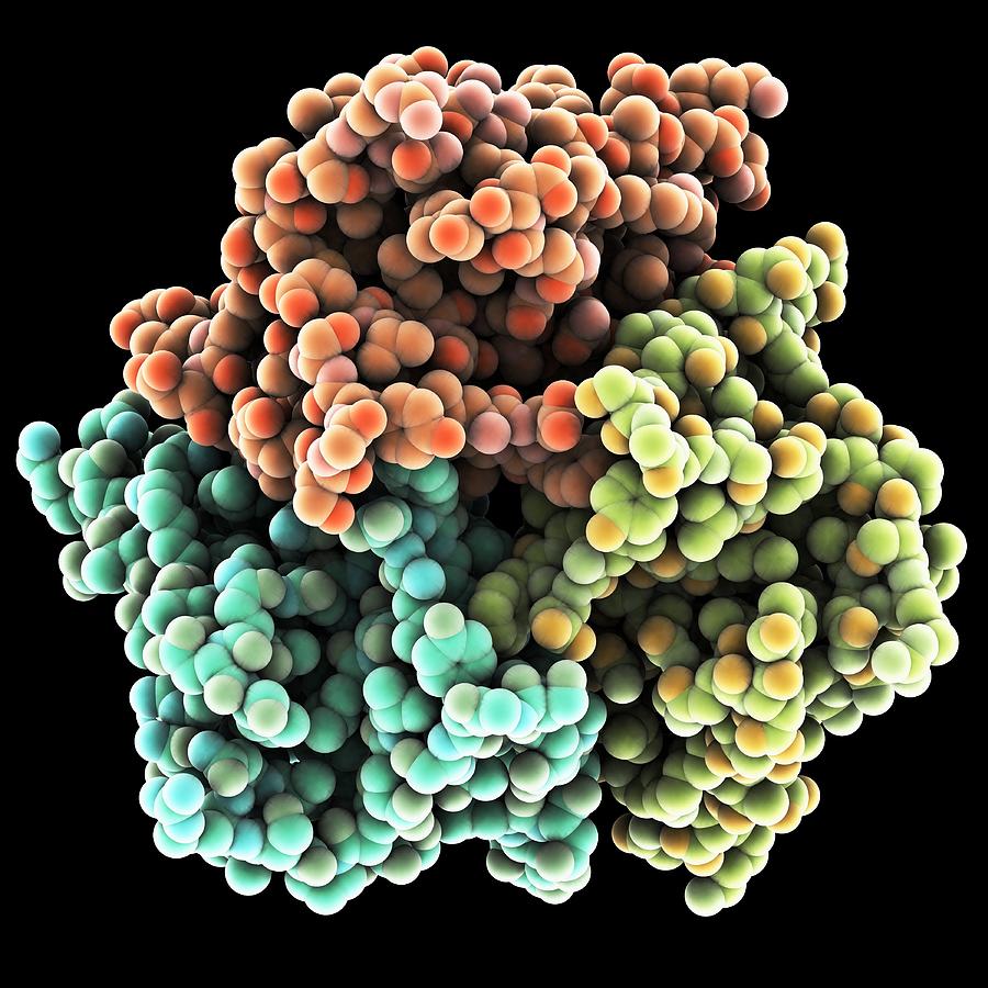 Leptin Molecular Model Photograph By Laguna Design Fine Art America