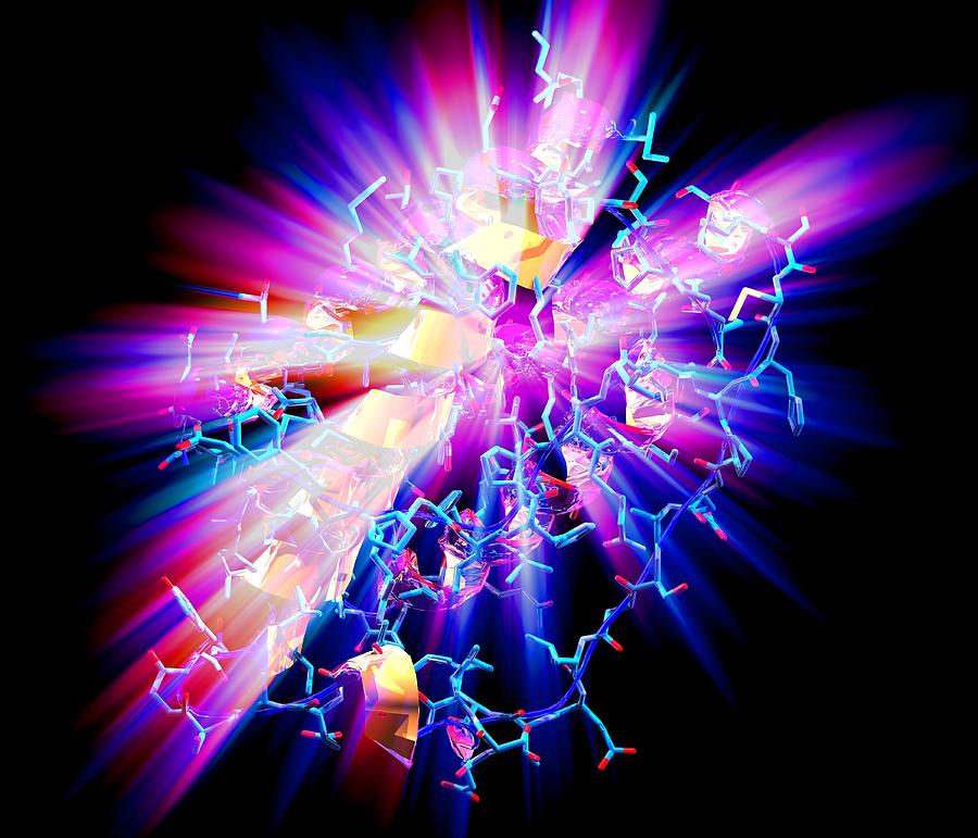 Leptin Molecule by Science Photo Library