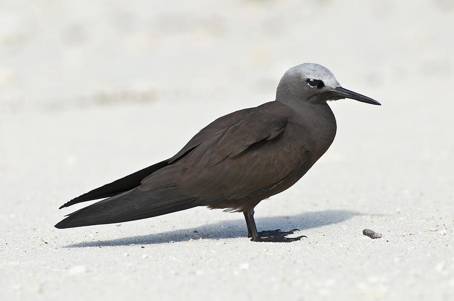 Lesser Noddy by Science Photo Library