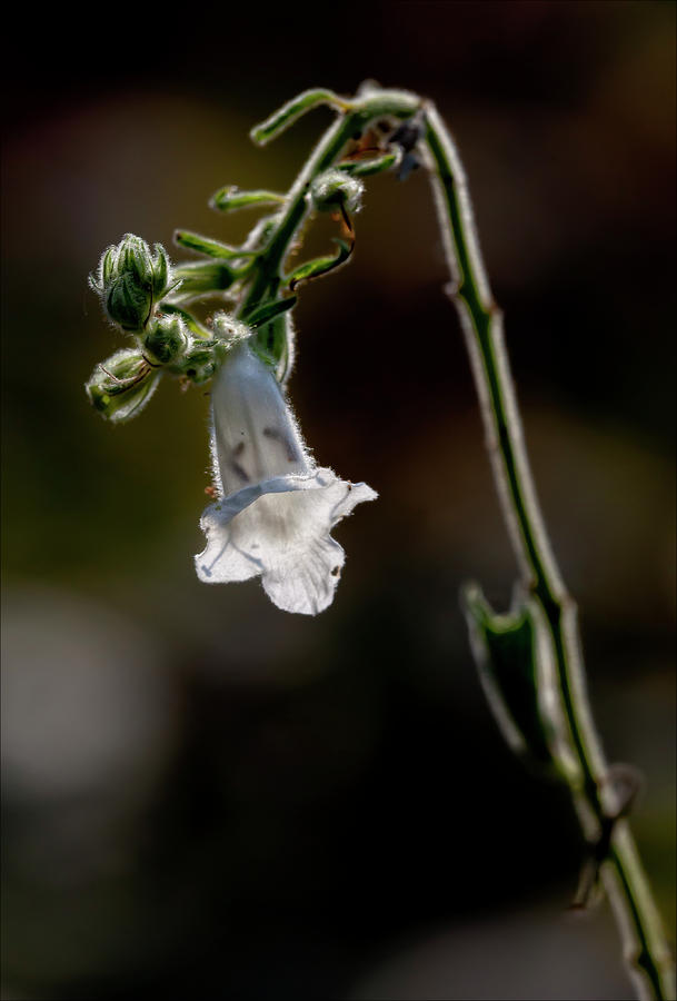 Let the Light Shine Through Photograph by Robert Ullmann - Fine Art America