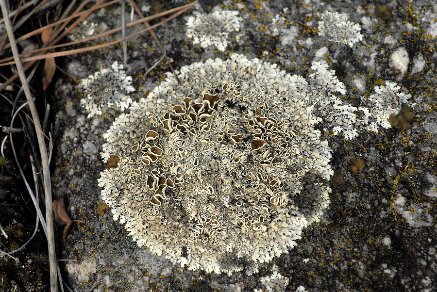 Lichen Patch Photograph By Rob Dewar