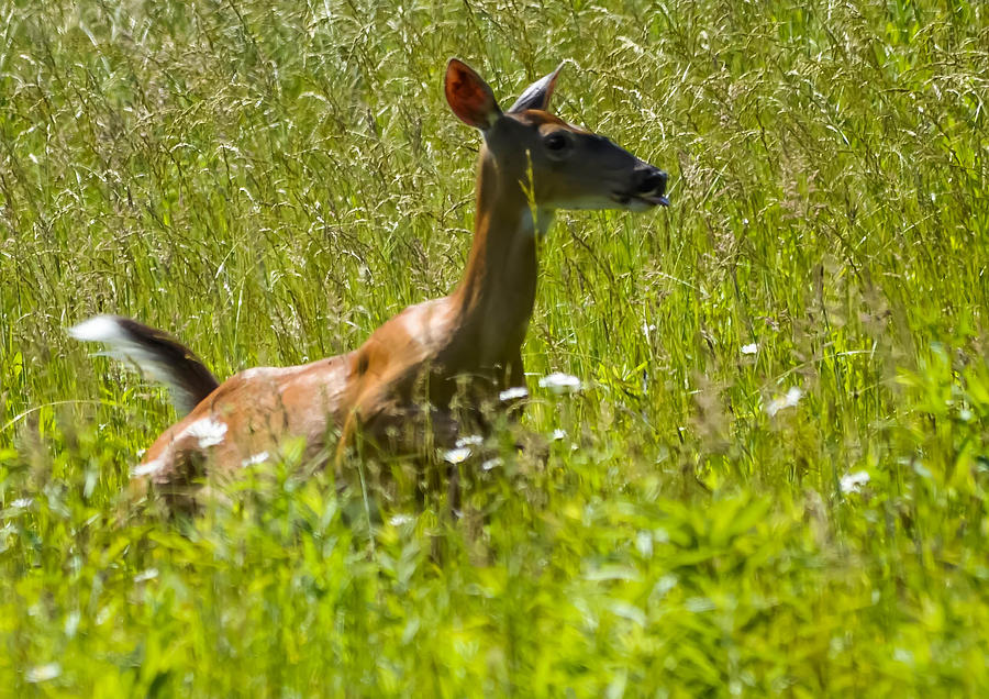 Lickity Split Photograph by Brian Stevens - Fine Art America