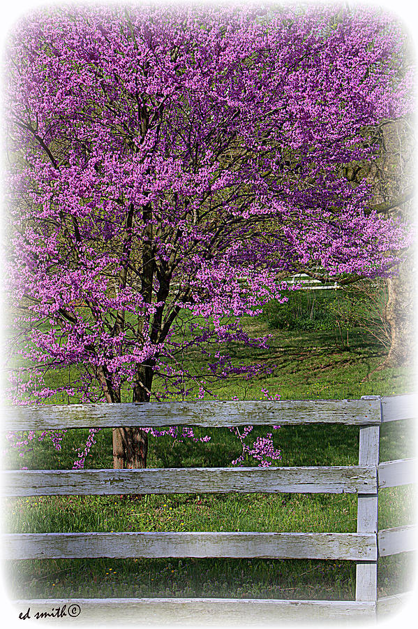 Lilac Attack Photograph by Edward Smith | Fine Art America
