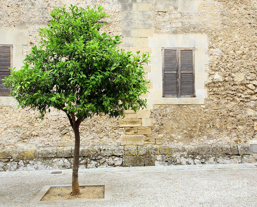 Lime Tree Photograph by Susan Wall | Fine Art America
