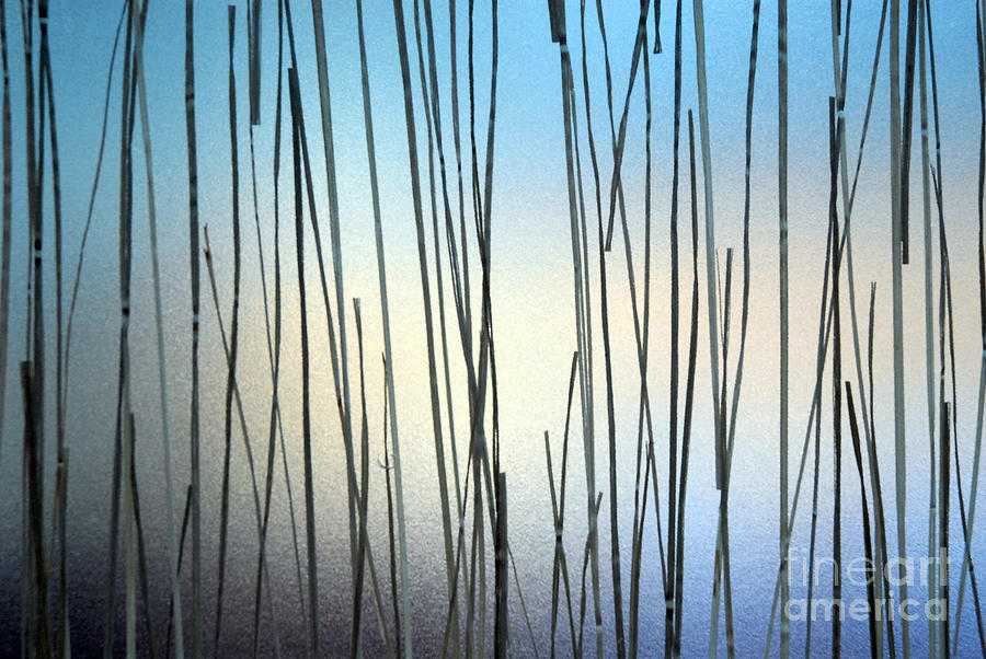 Linear Light Photograph by Heather Kallhoff - Fine Art America