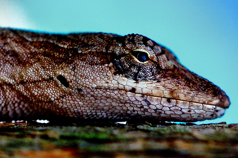 Lizard Photograph by David Resnikoff - Fine Art America