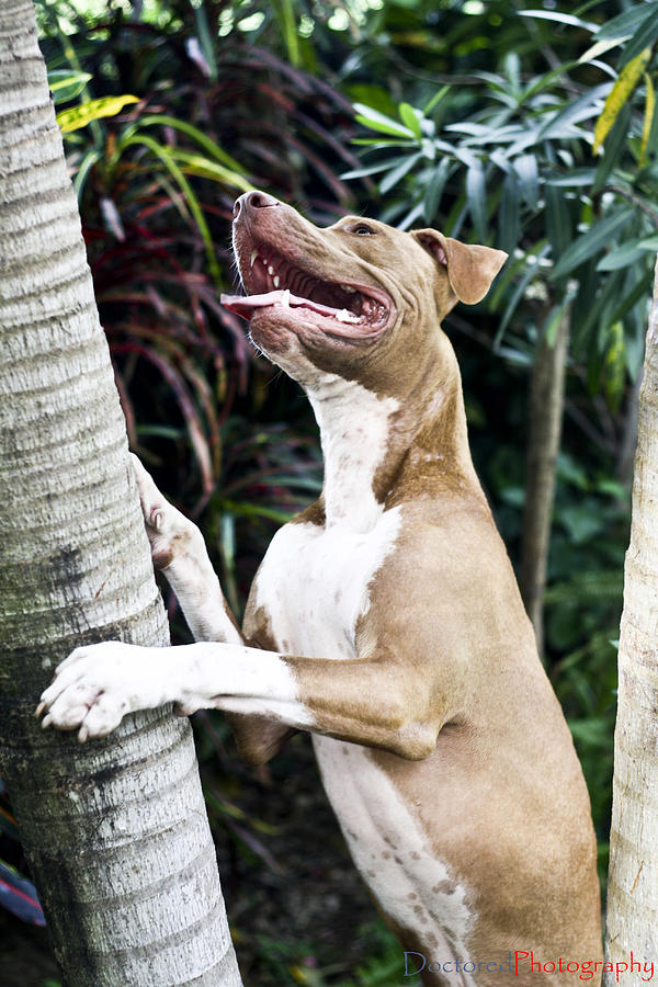 Lizard Hunt Photograph by Kunal Chawla | Fine Art America