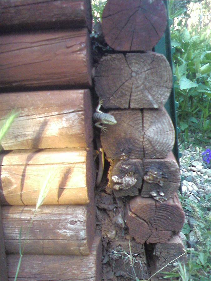 Lizard on Log Photograph by Staci Black - Pixels