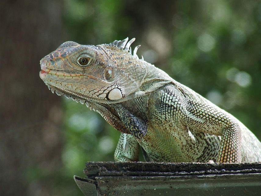 Lizard Small Photograph by Susan Jacob - Pixels