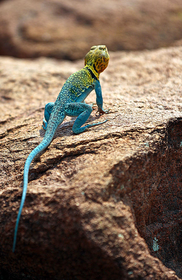 Lizard View Photograph by Elizabeth Hart - Fine Art America