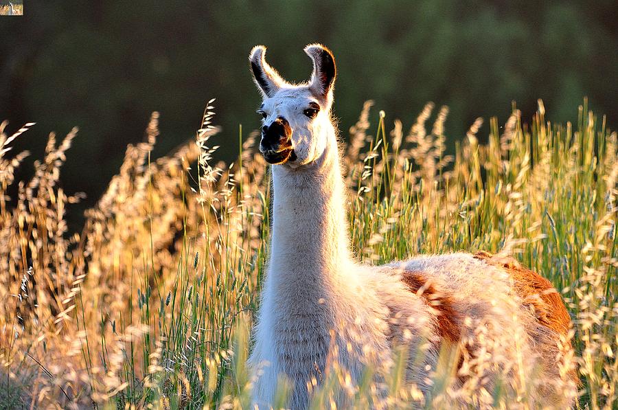 Llama Posing Photograph by Roy Williams | Fine Art America