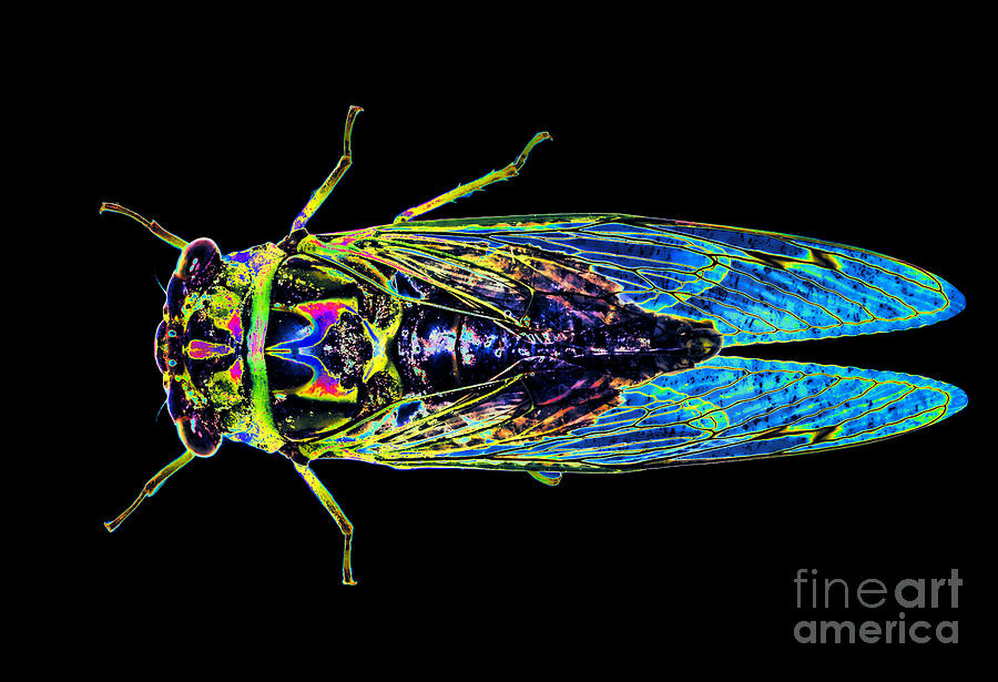 Locus Photograph by Michael Greiner - Pixels