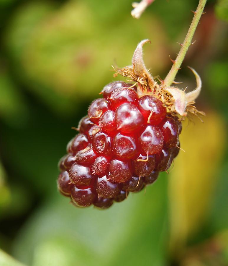 Loganberry by Angi Parks