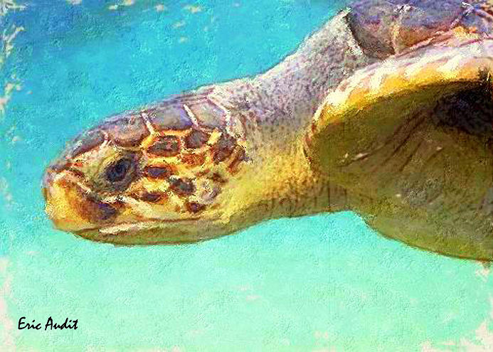 Loggerhead face Mixed Media by Eric Audit - Fine Art America