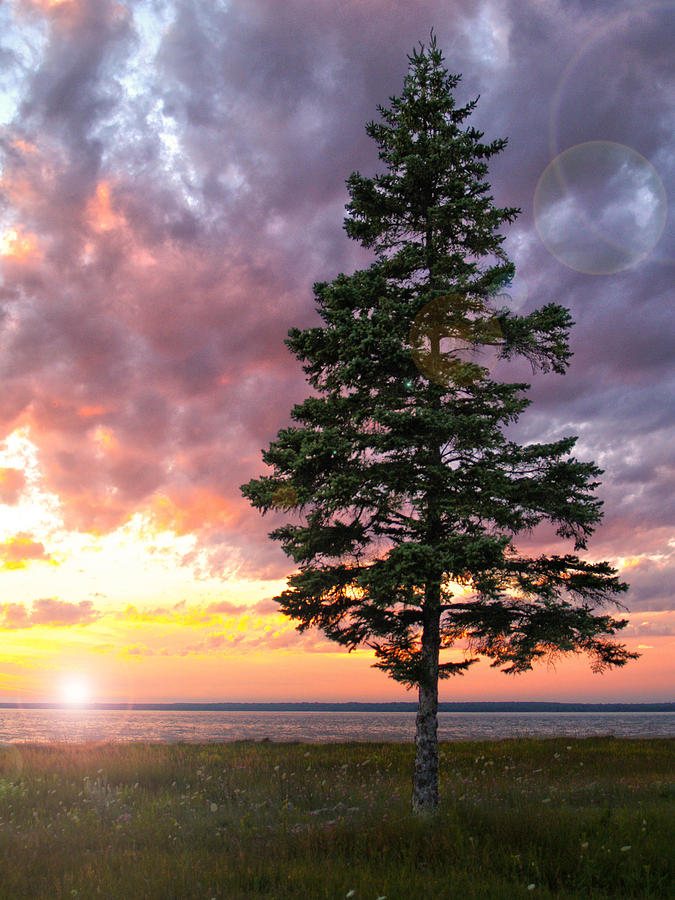 Lone Pine Photograph by Brian Mollenkopf - Fine Art America