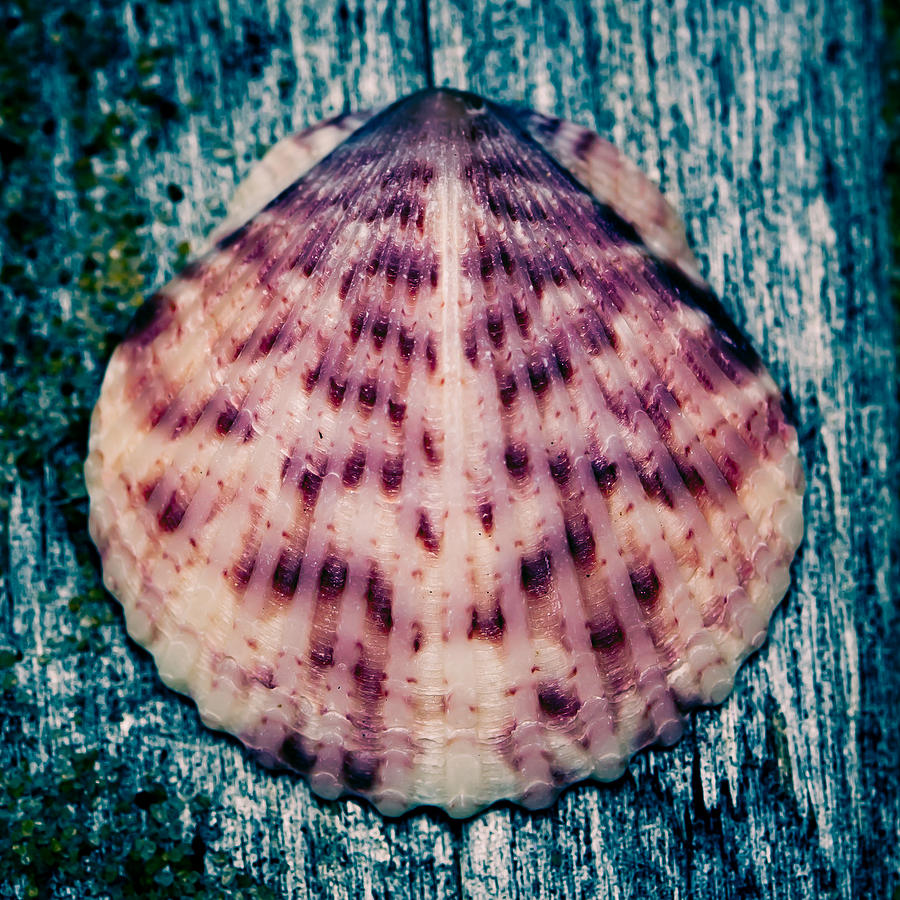 Lone Shell Photograph by Dave Hahn - Pixels