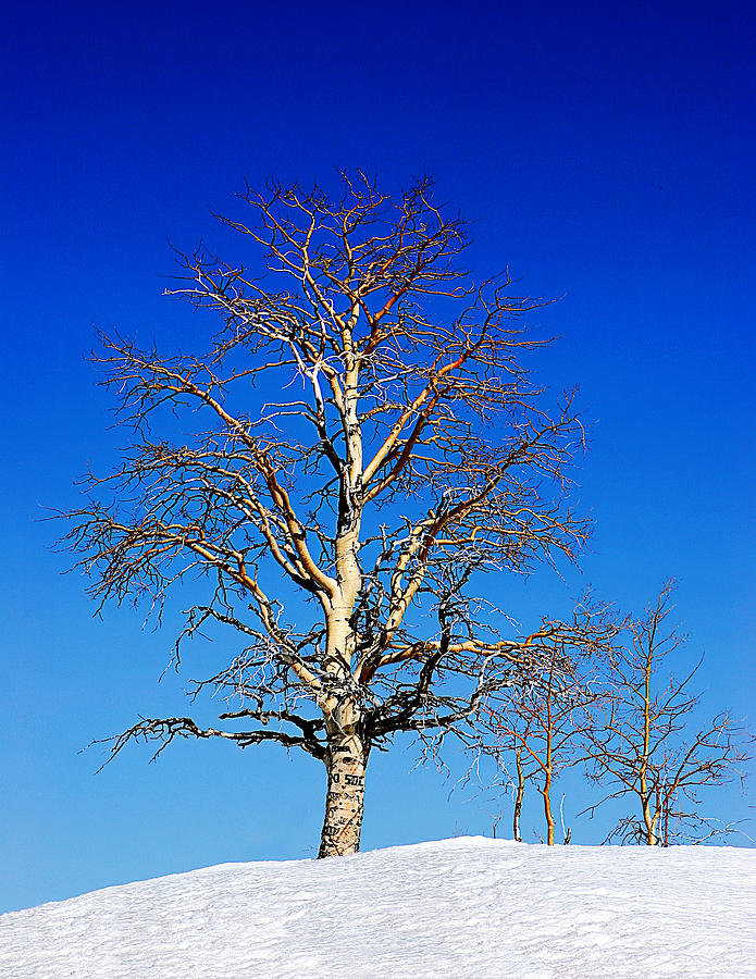 Lone Tree Photograph by Wendy White - Fine Art America