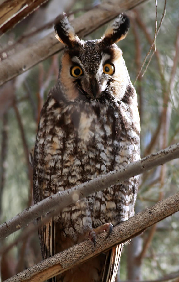 Long-eared Owl Photograph by Jack Sutton - Pixels
