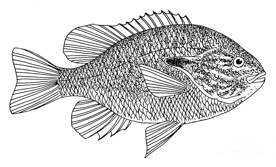 Long Eared Sunfish