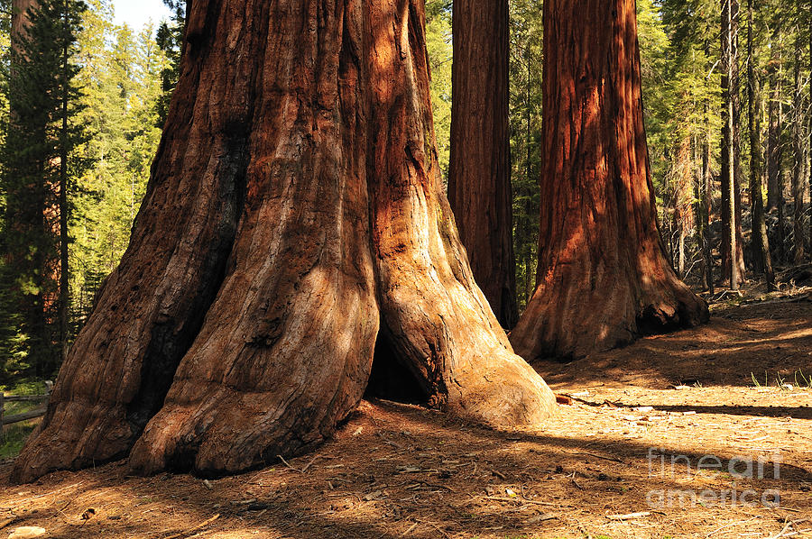 Longevity Photograph by Edward Lee - Fine Art America