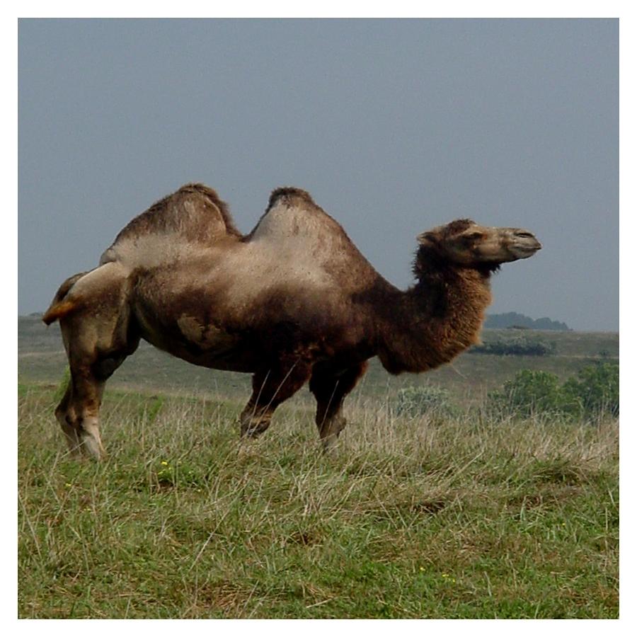 Looking forward Photograph by Frank Wickham - Fine Art America