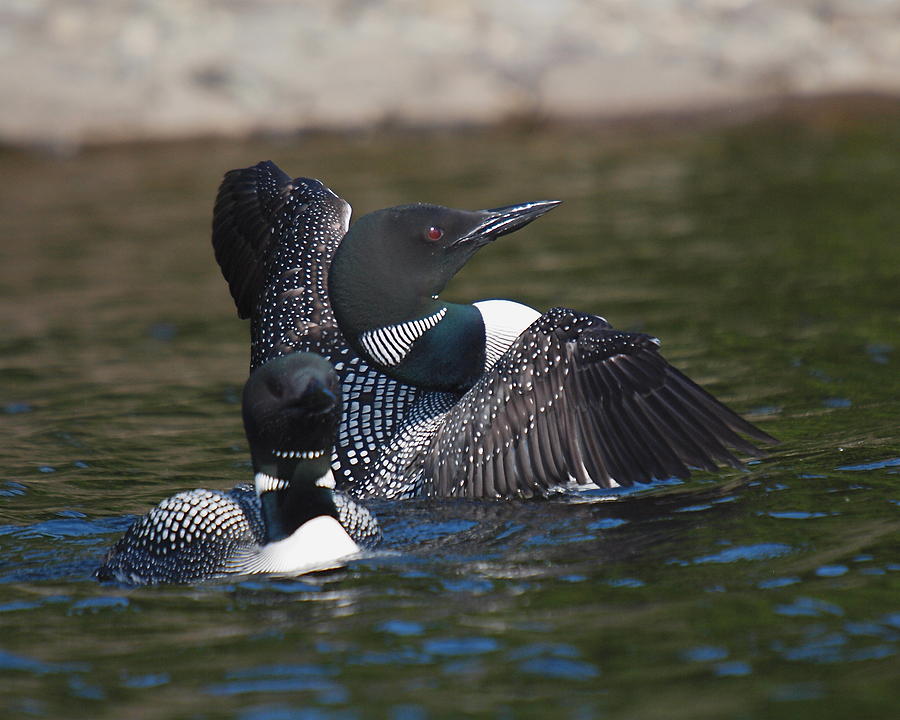 Loon Photograph by Peter Gray - Fine Art America
