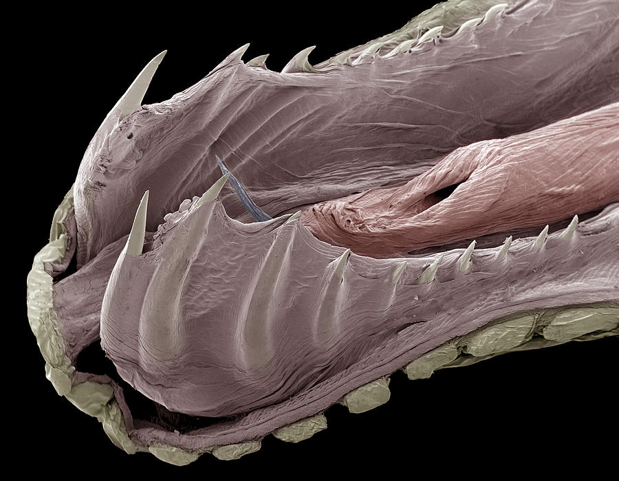 Lower Jaw Of A Python Photograph by Steve Gschmeissner