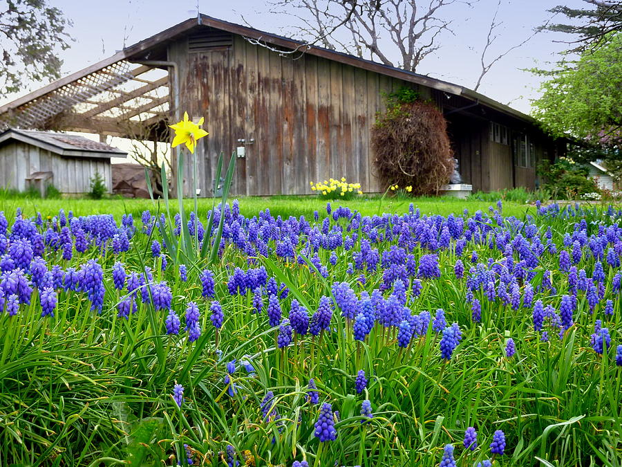 Barn Scenes With Flowers