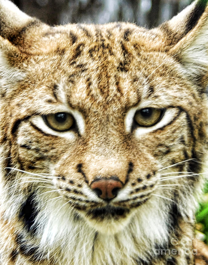 Lynx Portrait Photograph by Anne Ferguson | Fine Art America