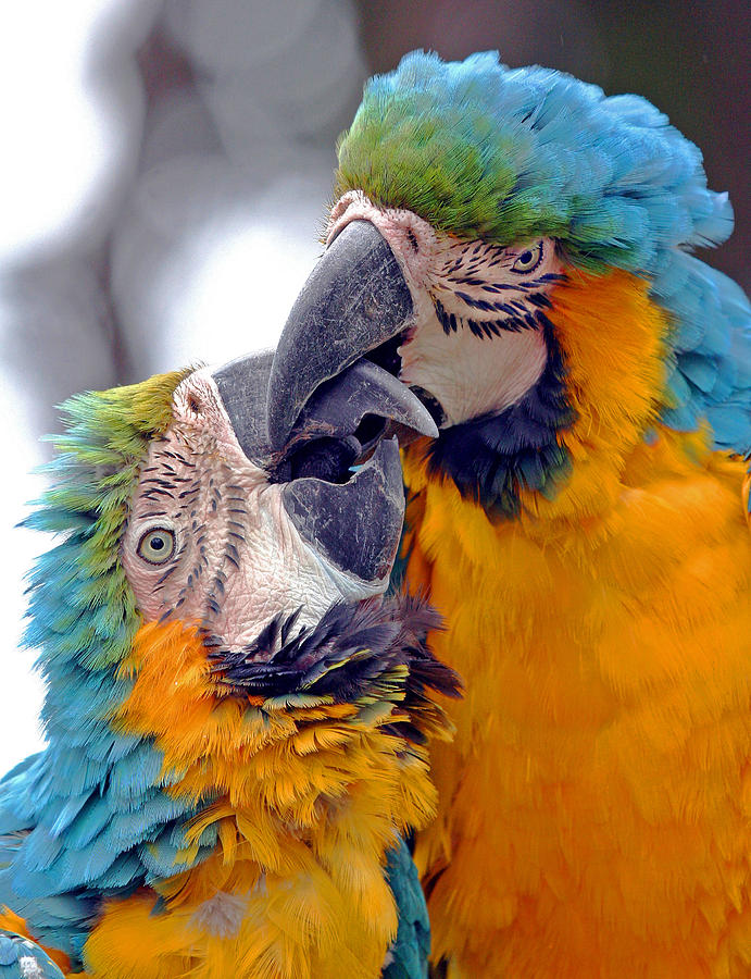 Macaw Photograph by J Michael Elliott