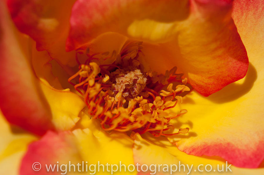 Macro Rose Photograph by Darren Button - Fine Art America