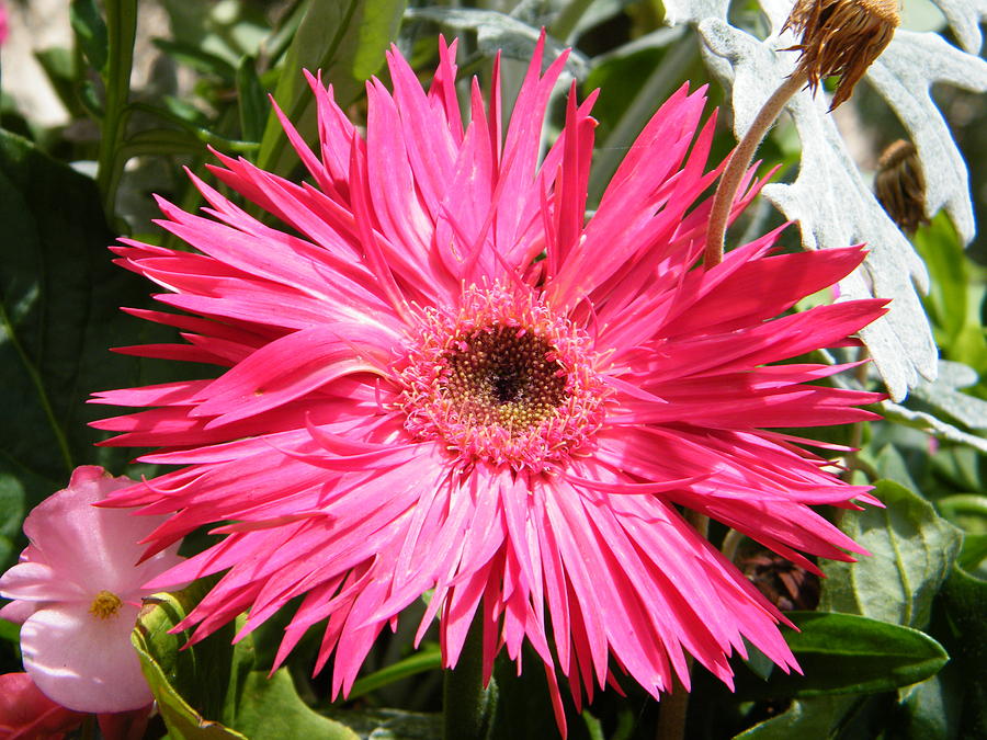 Magenta Pinwheel Gerbera Daisy Photograph by Mary Sedivy | Fine Art America