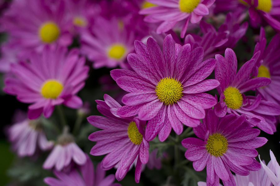 Magenta Photograph by Robert Simpson - Fine Art America