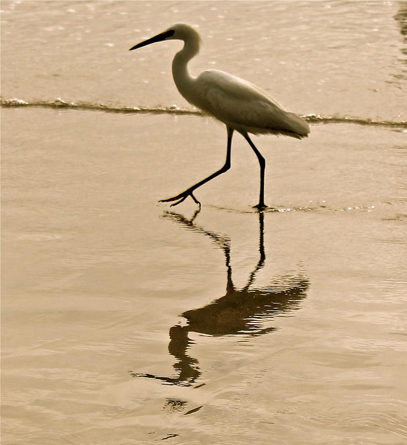 Magnanimous Photograph by Alexander Martinez - Fine Art America