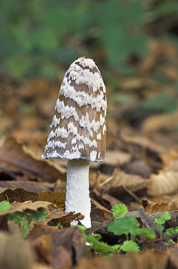 Magpie Ink Cap Fungus by Science Photo Library